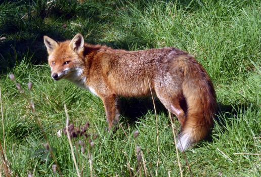 Solve Foxy Loxy (Red Fox) jigsaw puzzle online with 150 pieces