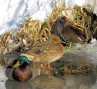 Animal puzzles | Jigidi.com