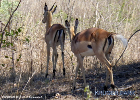 Solve SOUTH AFRICA - Kruger National Park - Springboks jigsaw puzzle ...
