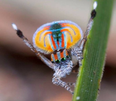 Solve 4/24/23: Meet the lovely Peacock Spider...Pretty, huh? jigsaw ...