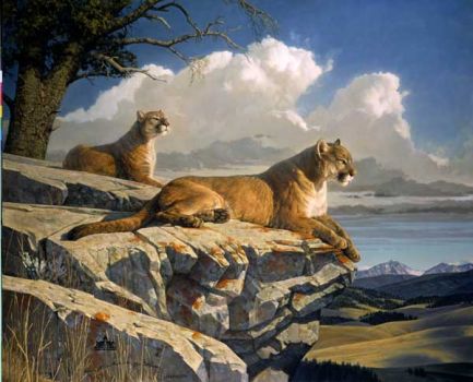 Solve Puma jigsaw puzzle online with 80 pieces