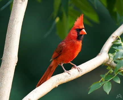 Solve Strutting his stuff. jigsaw puzzle online with 252 pieces