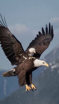 Solve moeder en baby arend jigsaw puzzle online with 144 pieces