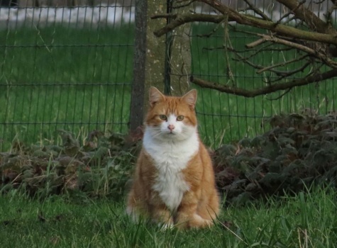 Solve poes jigsaw puzzle online with 88 pieces