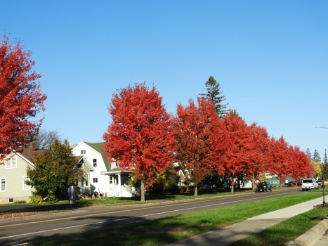 Solve A row of bright-red trees in Duluth, MN jigsaw puzzle online with ...