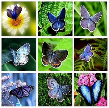 Solve Blue Butterflies Collage jigsaw puzzle online with 64 pieces
