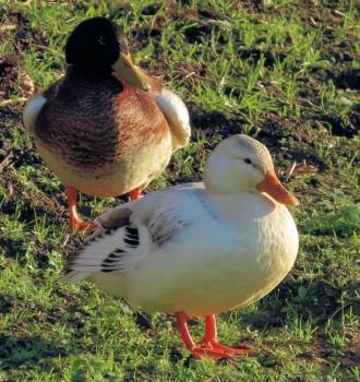 Solve my favorite ducky jigsaw puzzle online with 64 pieces