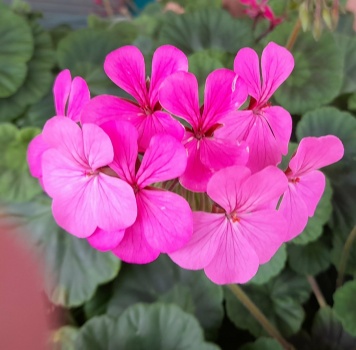 Solve Geranium jigsaw puzzle online with 144 pieces