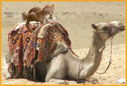 Solve Camels Love Cats Too! They Observe Hump Day Together. jigsaw puzzle online with 35 pieces