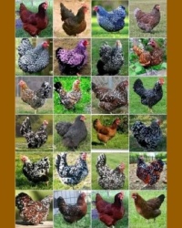 Animal puzzles | Page 6 | Jigidi.com