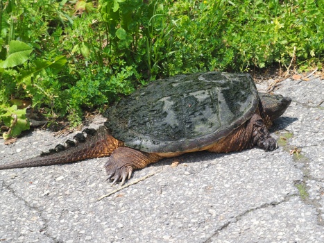 Solve Snapper jigsaw puzzle online with 80 pieces