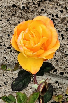 Solve Yellow Rose on Blocks jigsaw puzzle online with 70 pieces