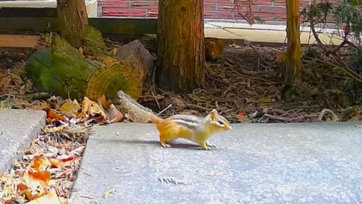 Solve Chippy Chipmunk jigsaw puzzle online with 28 pieces