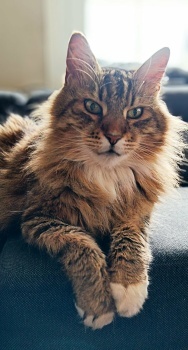 Animal puzzles | Jigidi.com