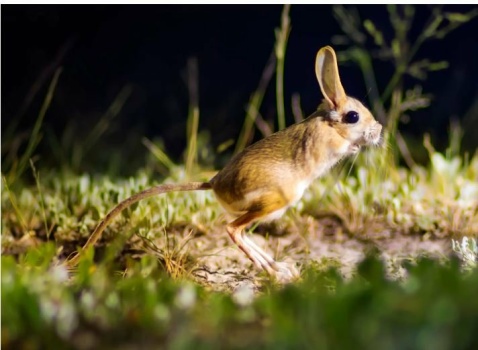 Solve Long Eared Jerboa China ---critters I'd like to pet (without ...