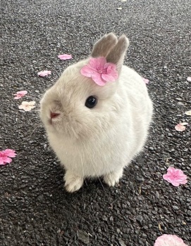 Solve flower bunny jigsaw puzzle online with 20 pieces