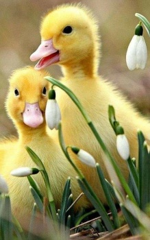 Jigsaw Puzzle | Ducklings and Snowdrops | 28 pieces | Jigidi