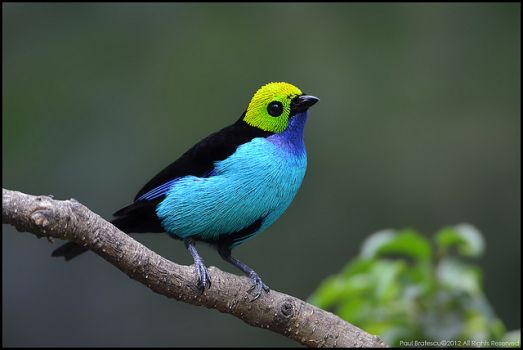 Solve So Pretty It Looks Fake jigsaw puzzle online with 70 pieces