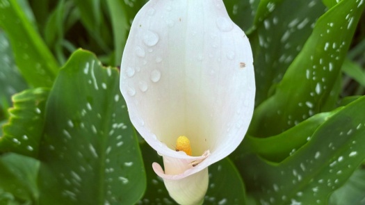 Solve White Calla Lily in Dandridge, TN jigsaw puzzle online with 112 ...
