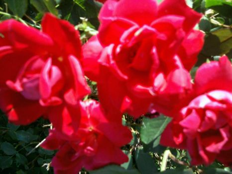 Solve roses from Spring jigsaw puzzle online with 30 pieces