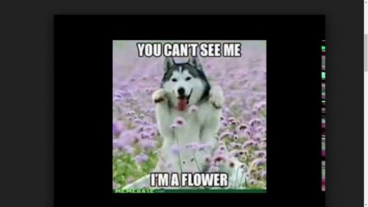 Solve dog memes jigsaw puzzle online with 45 pieces