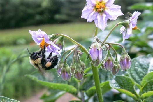 Solve A Bee on a Potato Flower jigsaw puzzle online with 54 pieces