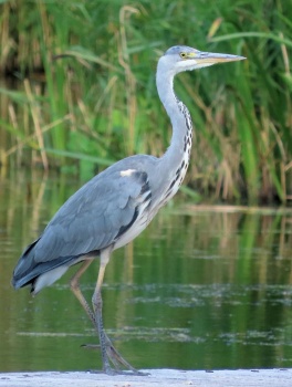 Solve great blue heron, juvenile (jonge blauwe reiger) jigsaw puzzle ...