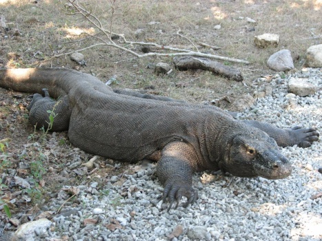 Solve Komodo Varaan jigsaw puzzle online with 70 pieces