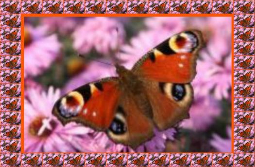Solve Motýl Babočka Admirál mezi květinami... The butterfly Monarch ...