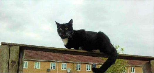 Solve Confusing Perspective #29 (giant cat on house) jigsaw puzzle online with 10 pieces