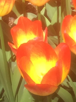 Solve ‘Suncatcher’ Triumph Tulip 🇨🇦 jigsaw puzzle online with 70 pieces