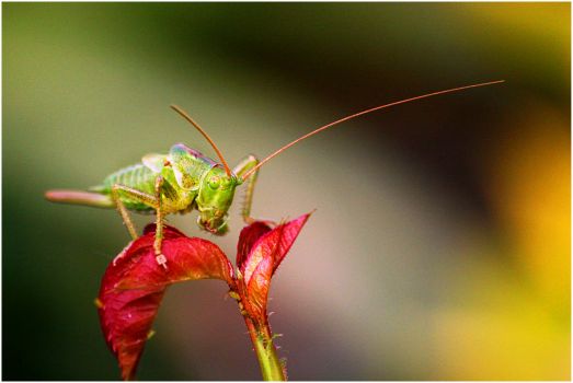 Solve grasshopper jigsaw puzzle online with 77 pieces