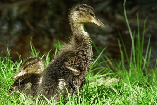 Solve Puncky jigsaw puzzle online with 600 pieces