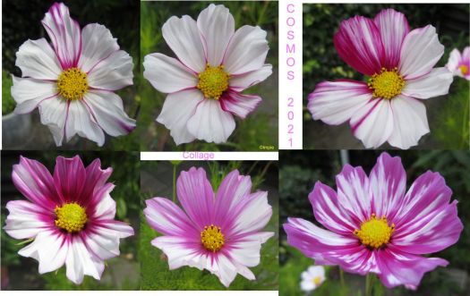 Solve Fifth Cosmos Collage (of recent photos) jigsaw puzzle online with ...