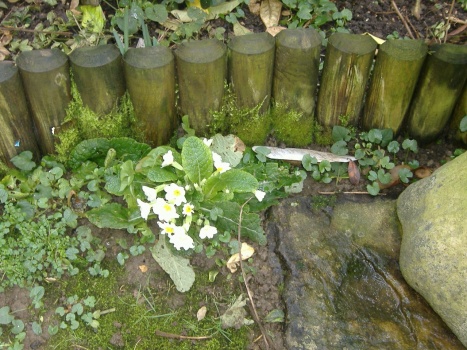 Solve 2024 February - First Signs of Spring? Primroses (12 - 357 Pieces ...