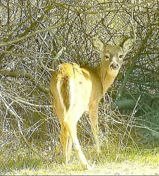 Solve Deer Sunning his butt at Sandy Hook, NJ, Early Spring 8 jigsaw ...