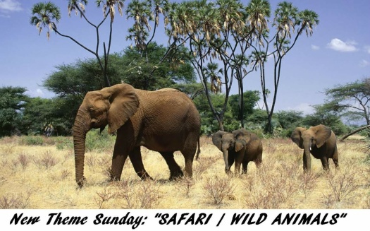 Solve New Theme Sunday: "Safari & Wild Animals / Farm Animals" Zoo ...