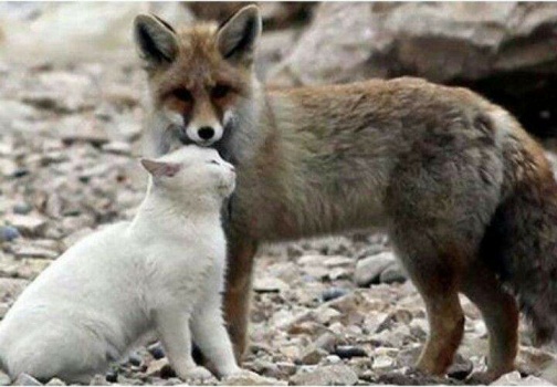 Solve Cat and Fox jigsaw puzzle online with 15 pieces