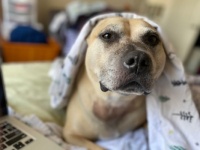 Animal puzzles | Jigidi.com