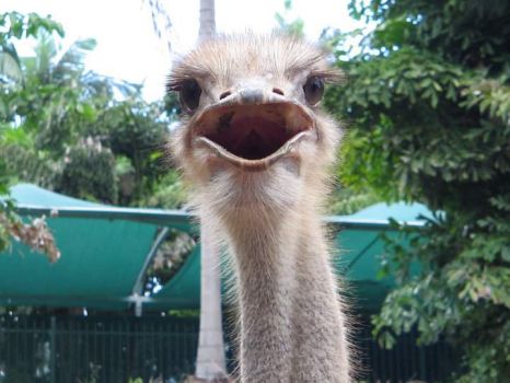 Solve Happy Ostrich! jigsaw puzzle online with 20 pieces