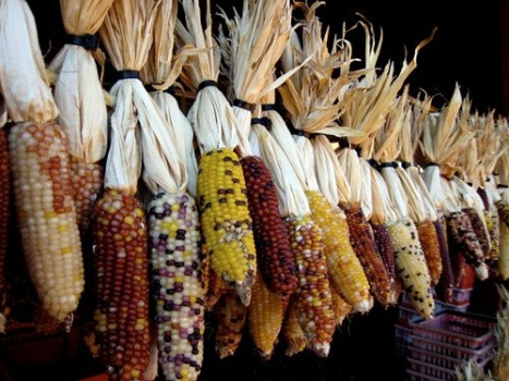 Solve First People and the First Corn jigsaw puzzle online with 30 pieces