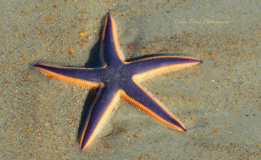 Solve Blue Star Starfish, St Augustine, FL jigsaw puzzle online with ...