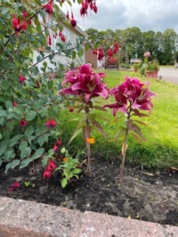 Jigsaw puzzle creator porgy » Play one of my 1419 free puzzles at Jigidi