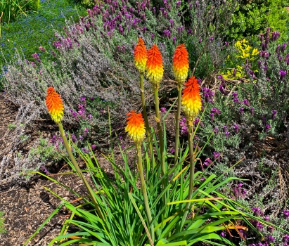 Solve Red-hot pokers, a showy garden flower jigsaw puzzle online with ...