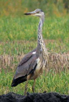 Solve young heron (jonge reiger) jigsaw puzzle online with 54 pieces