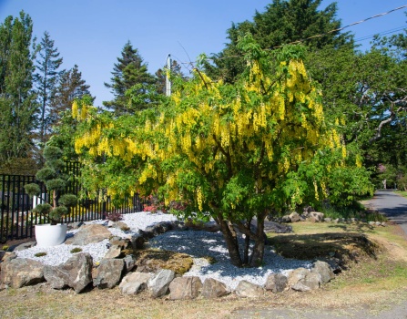Solve A laburnum tree in full bloom jigsaw puzzle online with 154 pieces