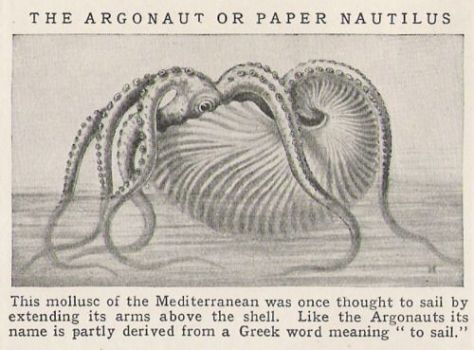 Solve Argonaut or Paper Nautilus, Female Octopus jigsaw puzzle online ...