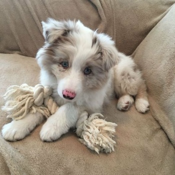 Solve Puppy Love 69 (Australian Shepherd) jigsaw puzzle online with 9 ...