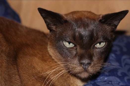 Solve My gorgeous Rambo.....now in heavenly garden...I miss him so much ...