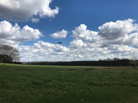 Solve Richmond Park in London (UK) 2 of 5 (birdie flew across) (April ...